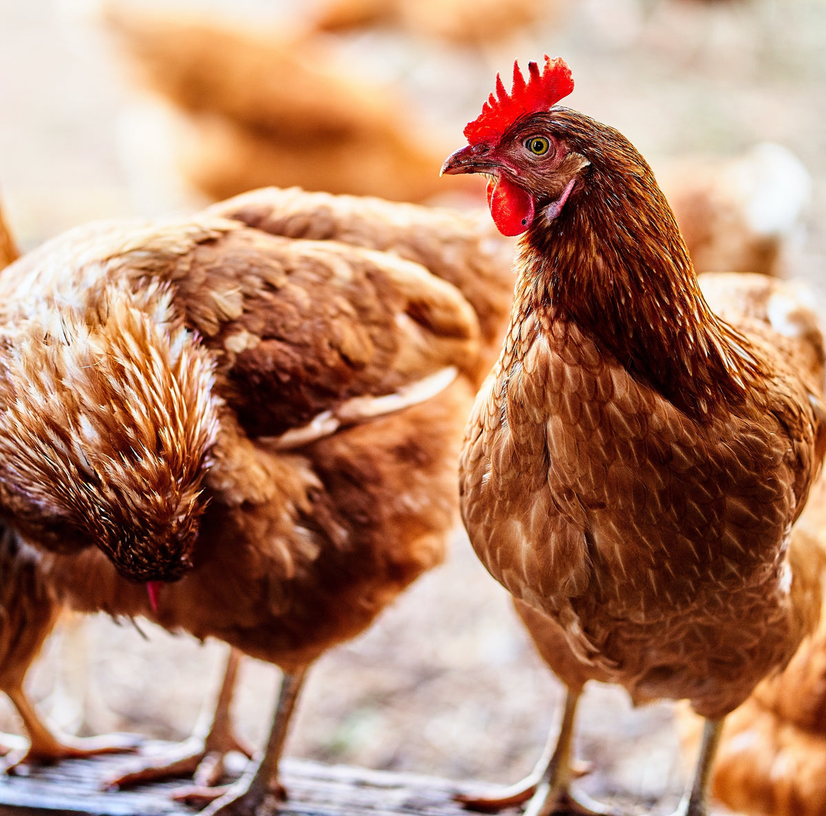 Organic and Soy Free Poultry Feed | Chickens and Turkeys